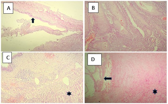 figure 2 microscopic images of hematoxylin and eosin h and e stained ...